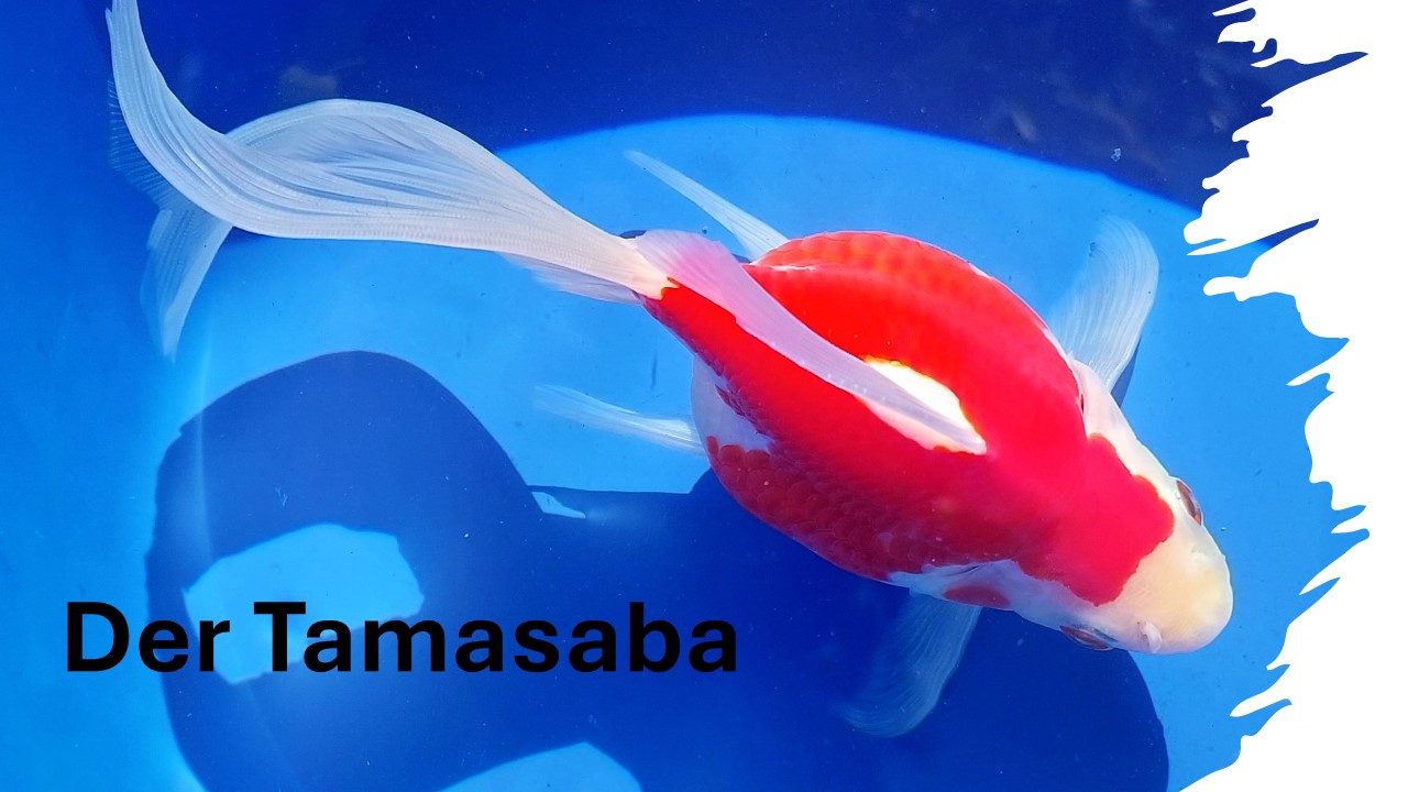 Der Tamasaba - Japanische Goldfische