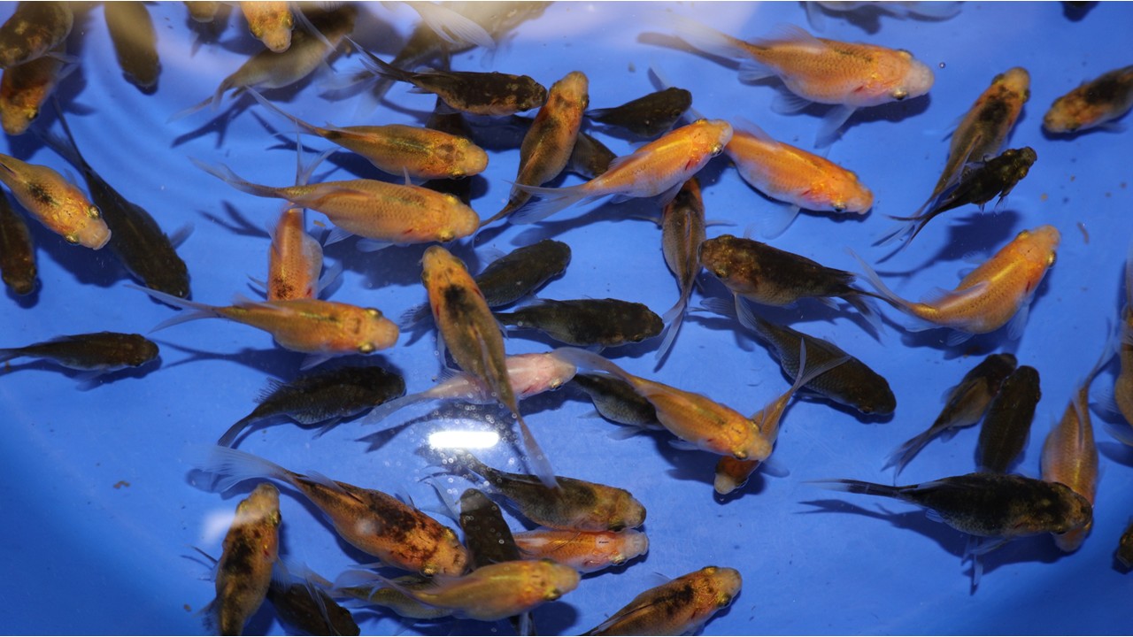Tamasaba Nachwuchs 2025 - Japanische Goldfische