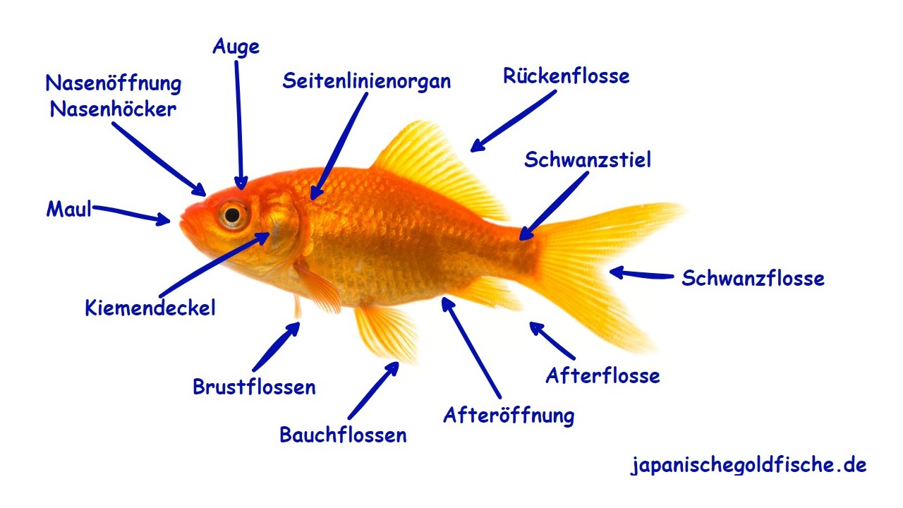 Körperteile des Goldfisches - Japanische Goldfische